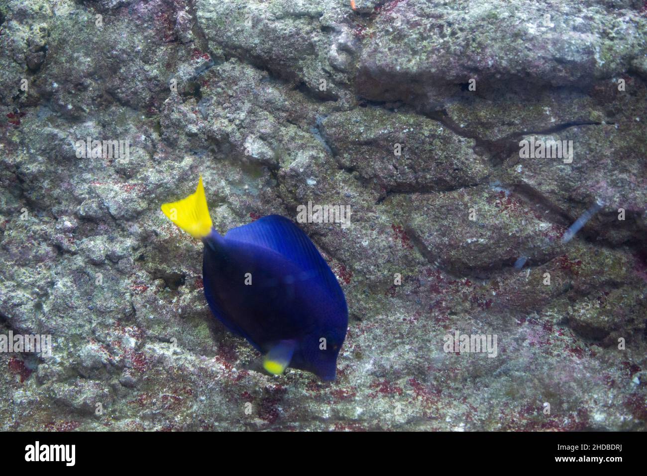 Beautiful fish at bottom of the aquarium, Oceanarium, business tourism ...
