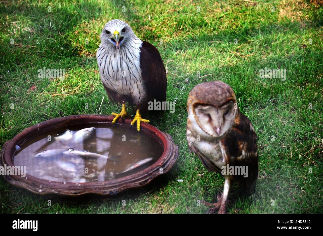 Forest eagle owls in thailand hi-res stock photography and images - Alamy
