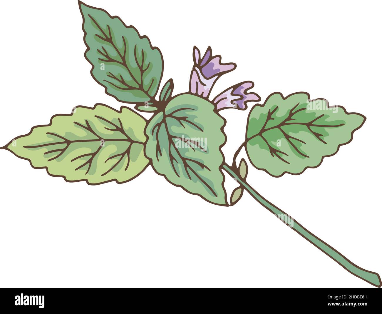 Catnip Plant Drawing