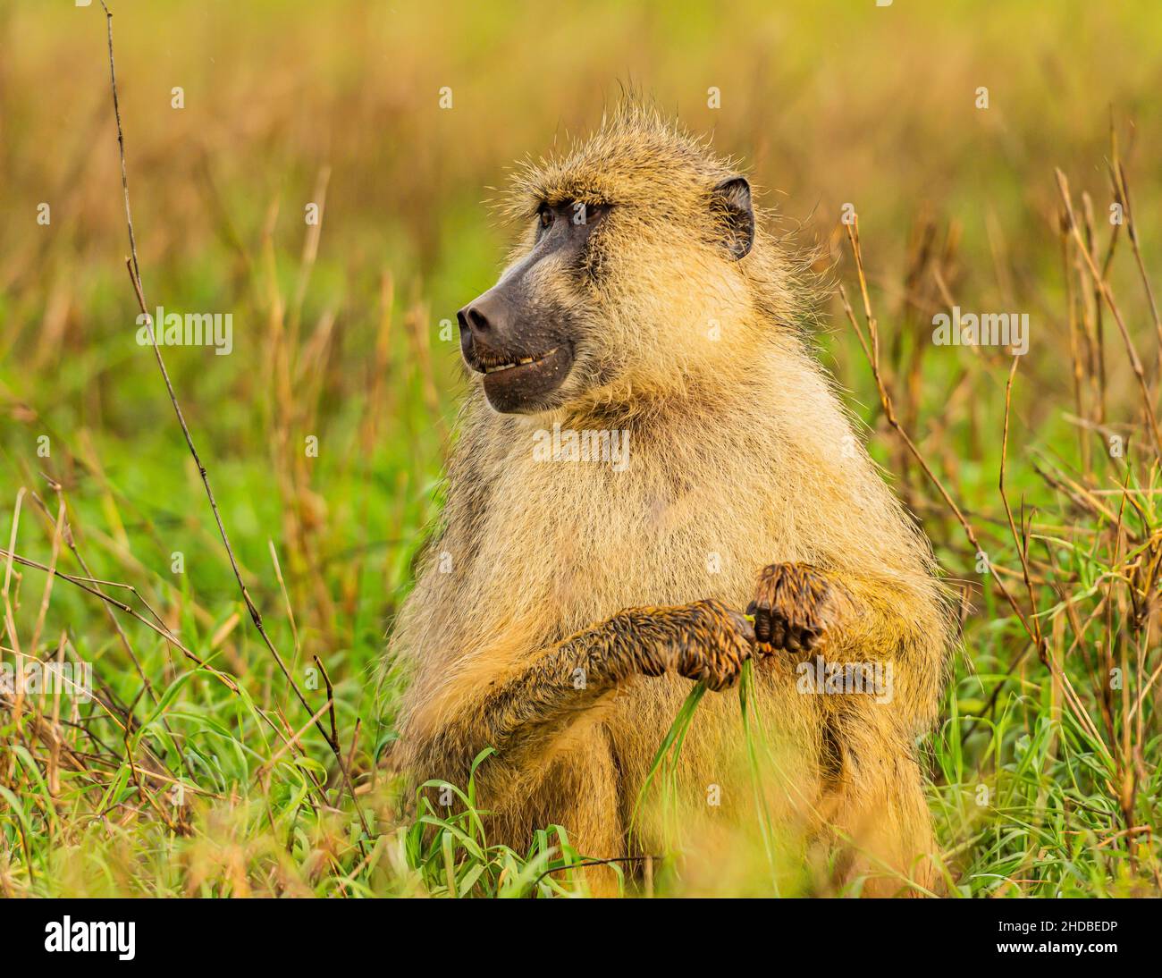 A Hungry Baboon Stock Photo - Alamy