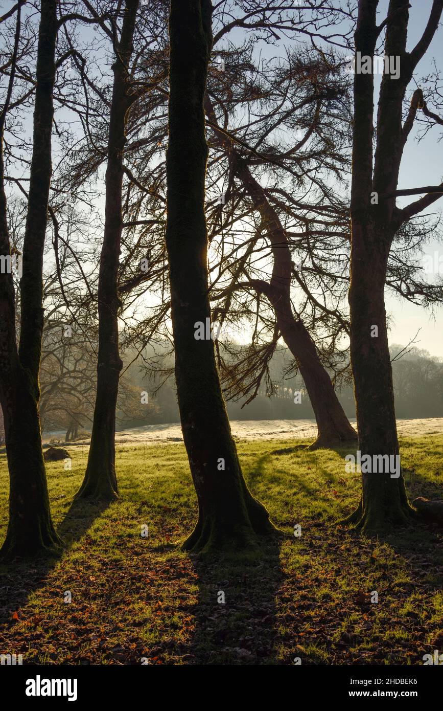 Five backlit trees in a frosty waterside meadow Stock Photo - Alamy