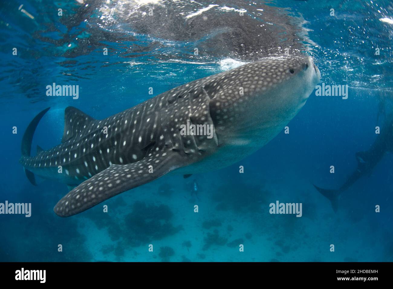 Whale Shark , biggest fish ,Asia ,Philippines Stock Photo - Alamy