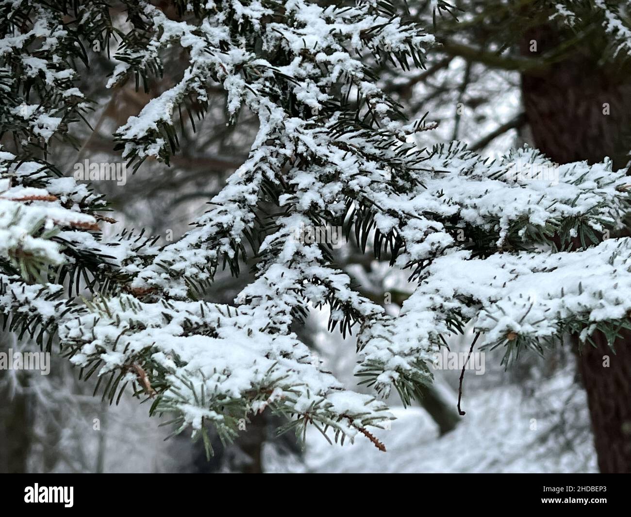 Fresh city snow in city park, winter, Poland, Cracow Stock Photo - Alamy