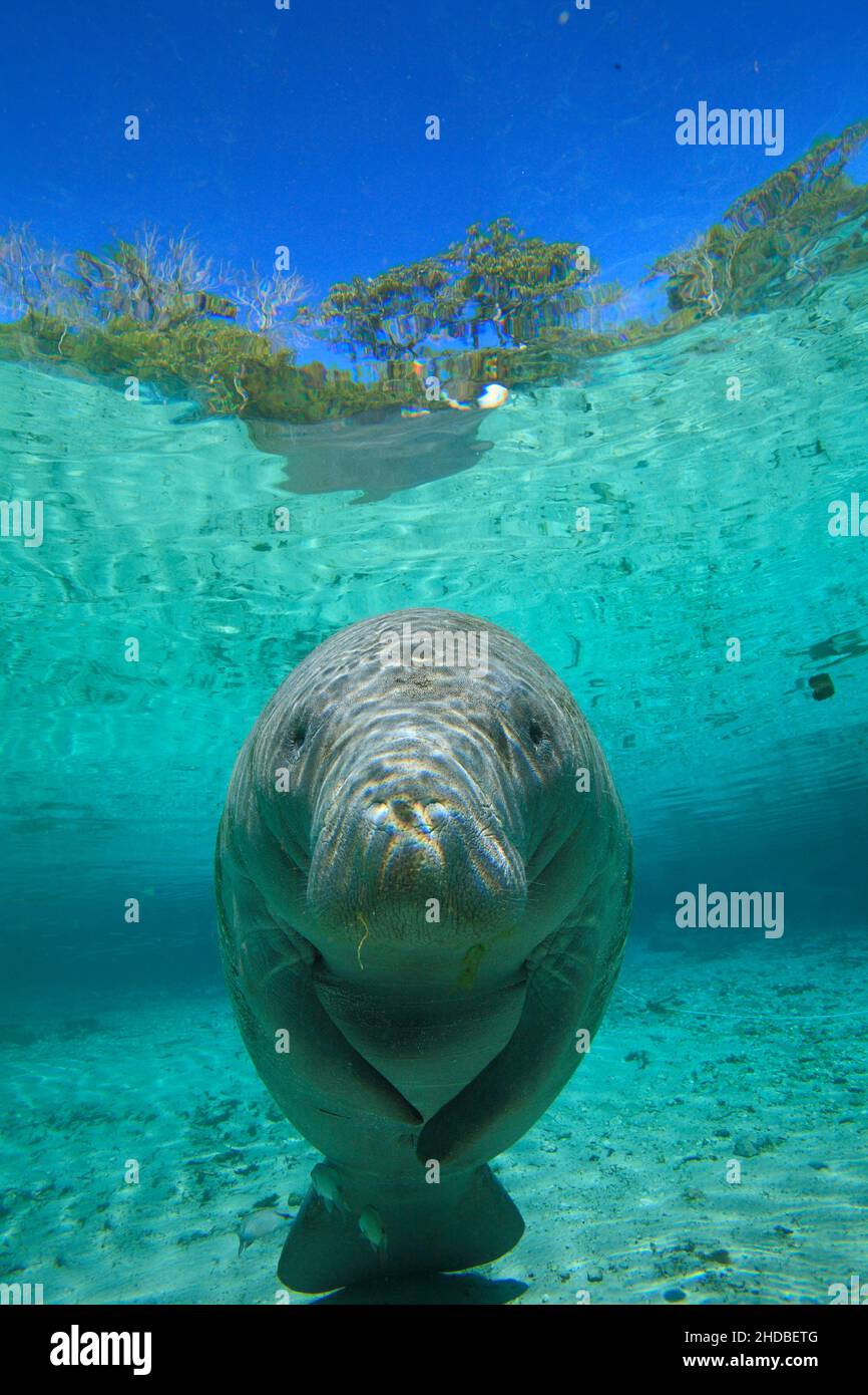 Crystal river national wildlife hi-res stock photography and images - Alamy