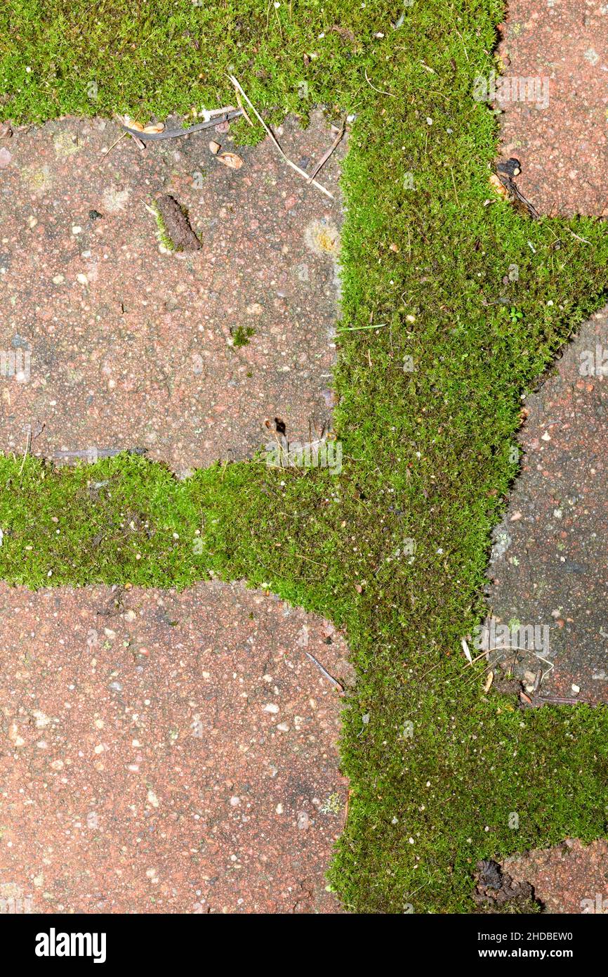 Moss growing in the joints between the paving stones Stock Photo - Alamy