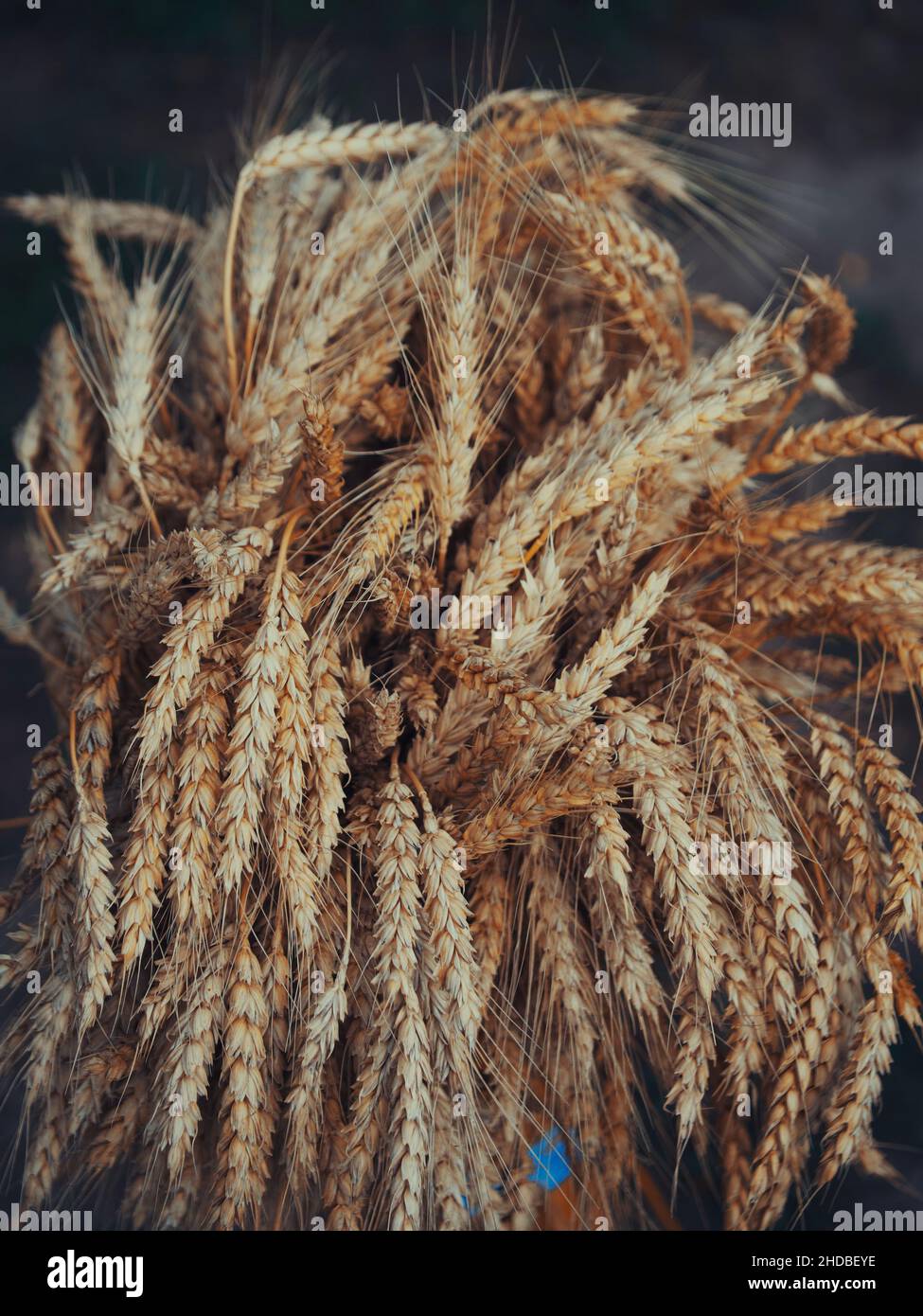 Wheat spikelets close up hi-res stock photography and images - Alamy