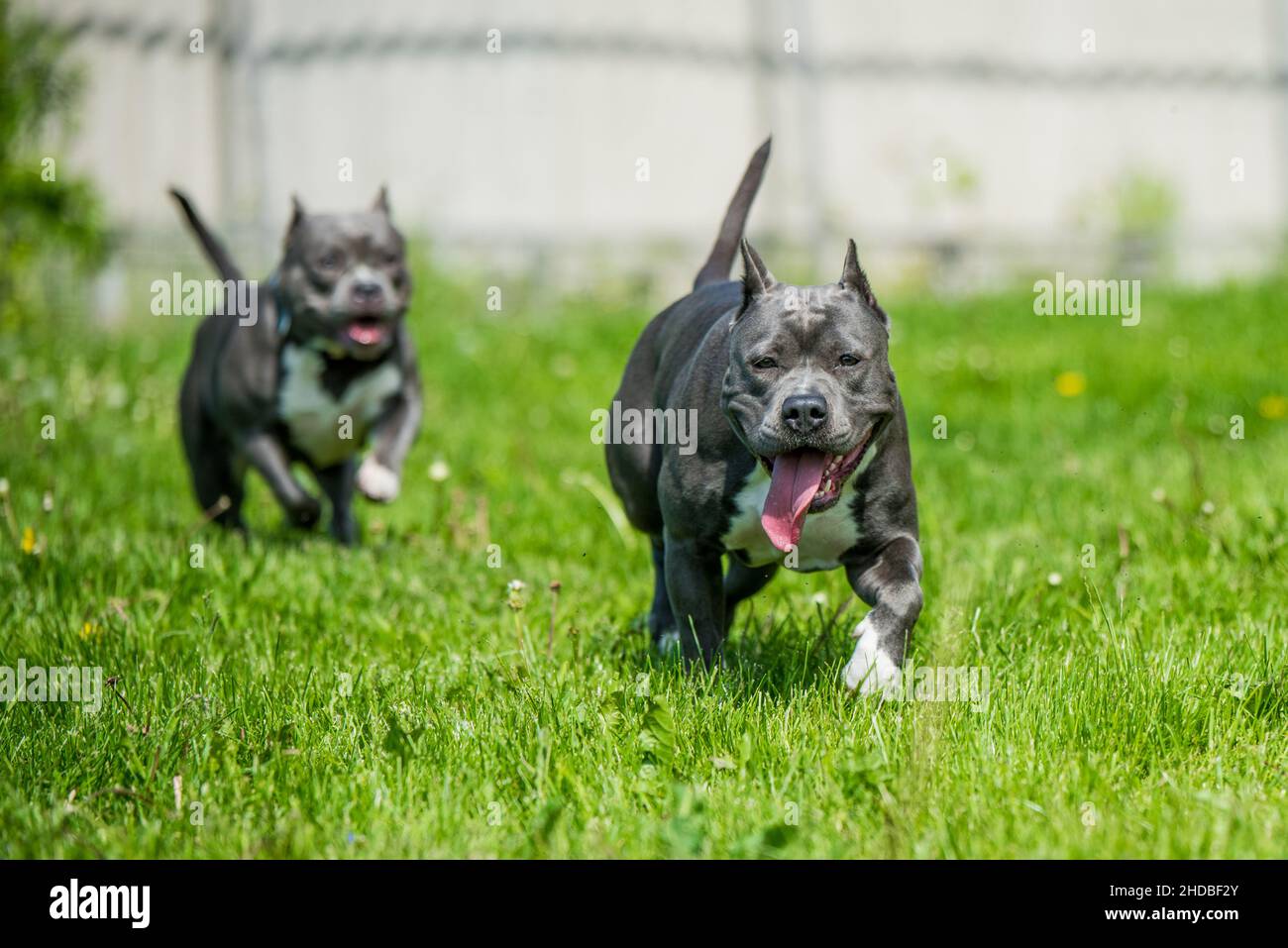 Female blue brindle American Staffordshire Terrier dog or AmStaff in ...
