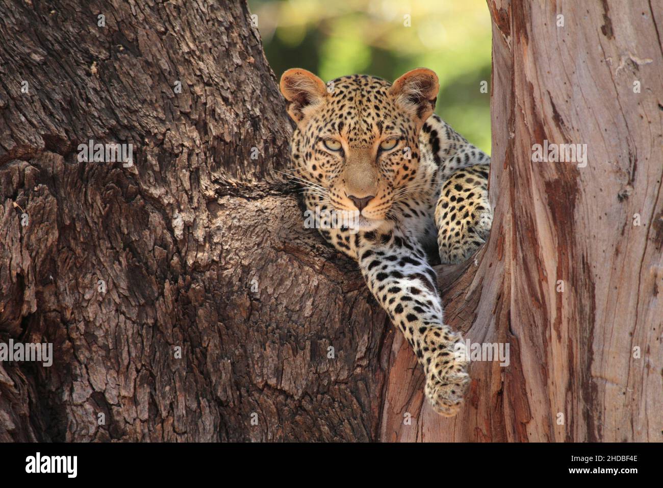Leopard in the tree , Panthera pardus, Amboseli ,Kenya Stock Photo - Alamy