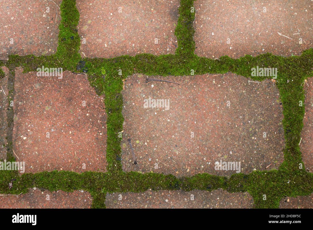 Moss growing in the joints between the paving stones Stock Photo - Alamy