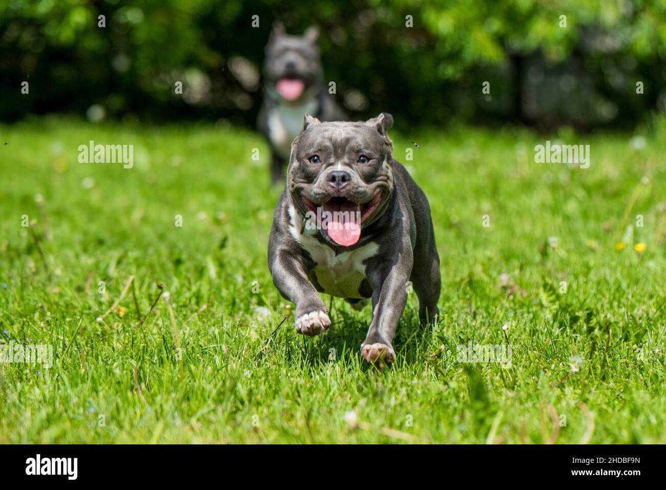 Blue hair American Bully dog female in move on nature. Medium sized dog ...