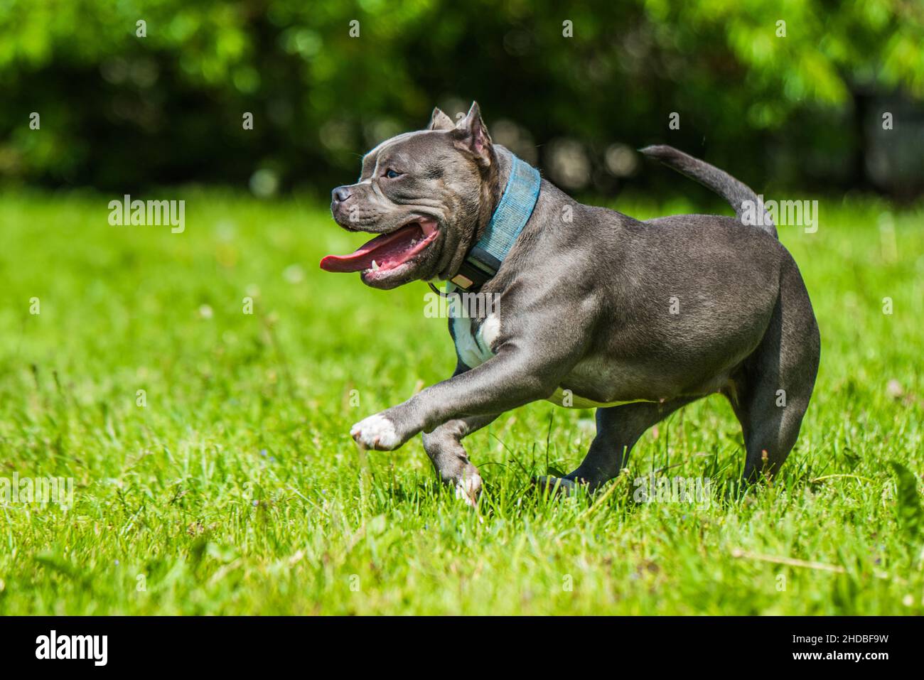 Blue hair American Bully dog female in move on nature. Medium sized dog ...