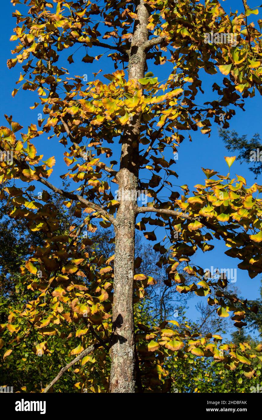 Autumn tree leaves texture background. leaf background texture Stock ...