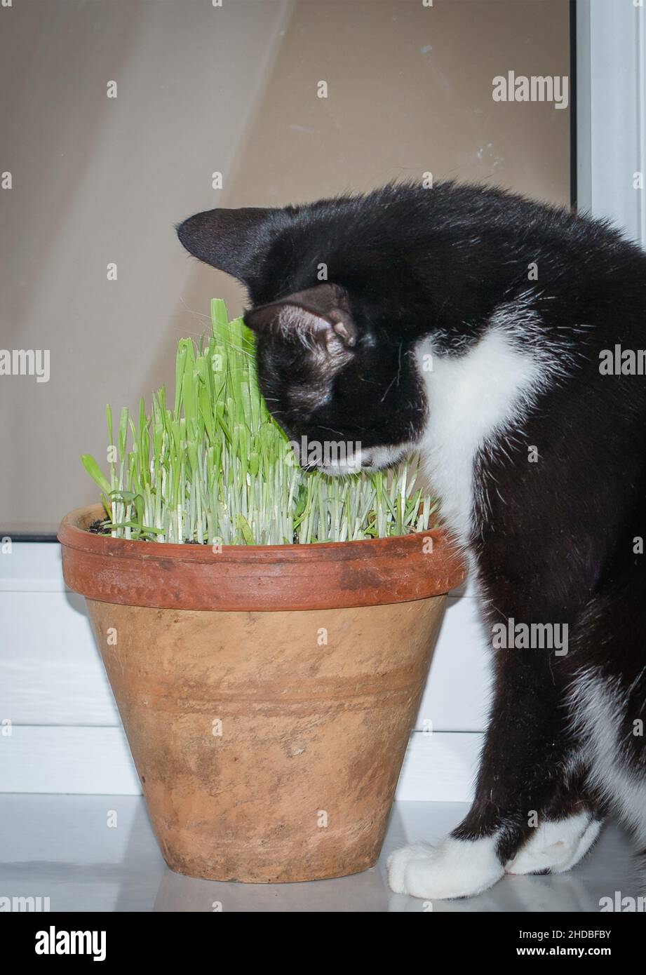A cat eating sprouted barley (cat grass). A dietary supplement for ...