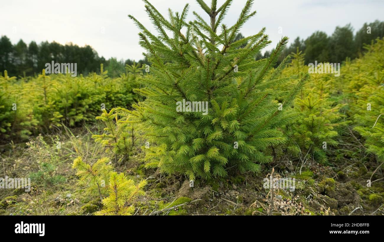 Forest nursery for growing spruce seedlings. Eastern Europe forestry ...