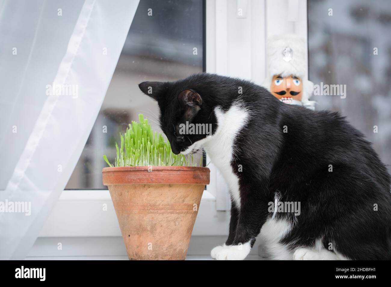 A cat eating sprouted barley (cat grass). A dietary supplement for ...