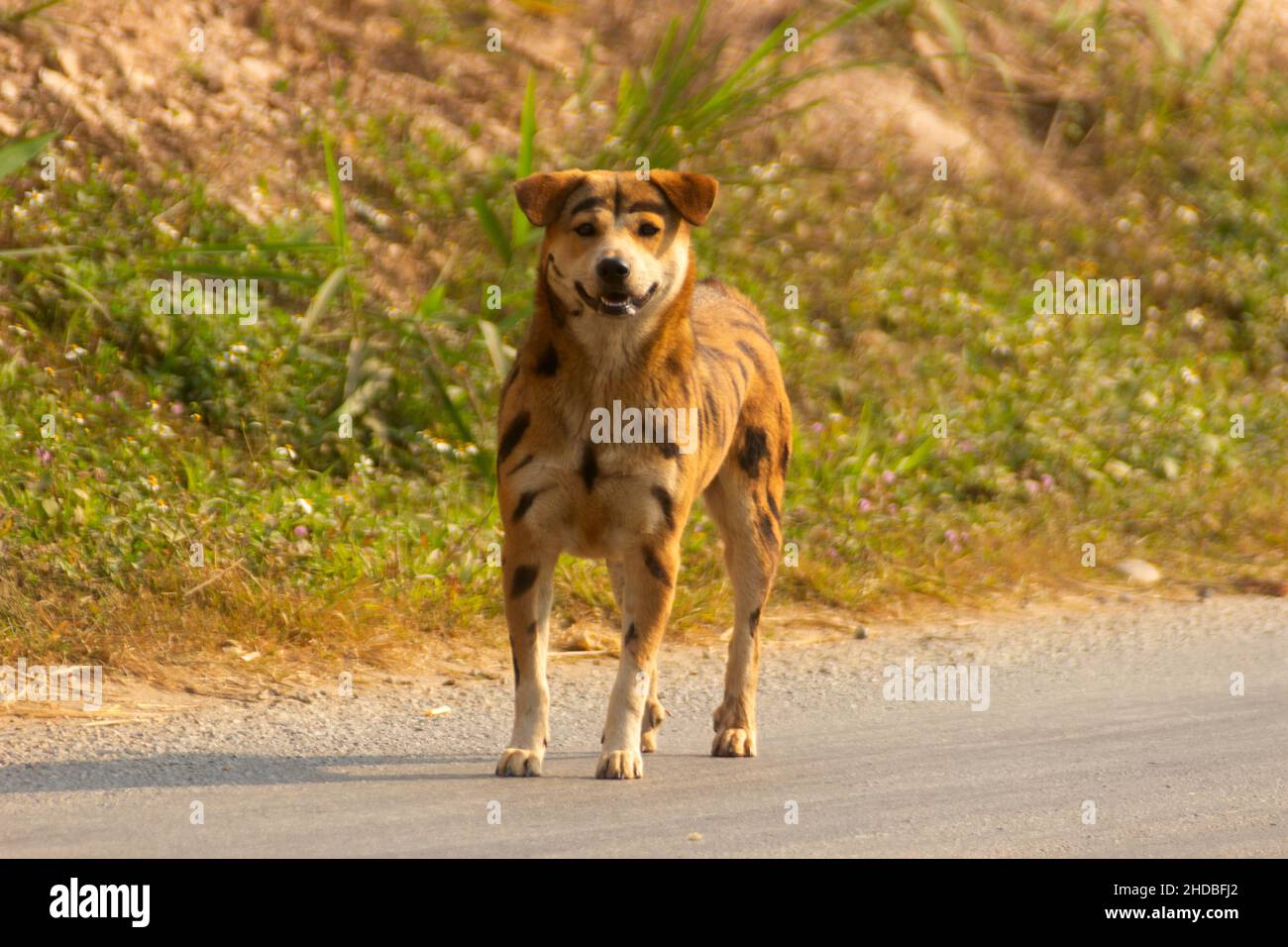 A stray dog of unusual color (tiger or hyena?) on the road. Sri Lanka ...
