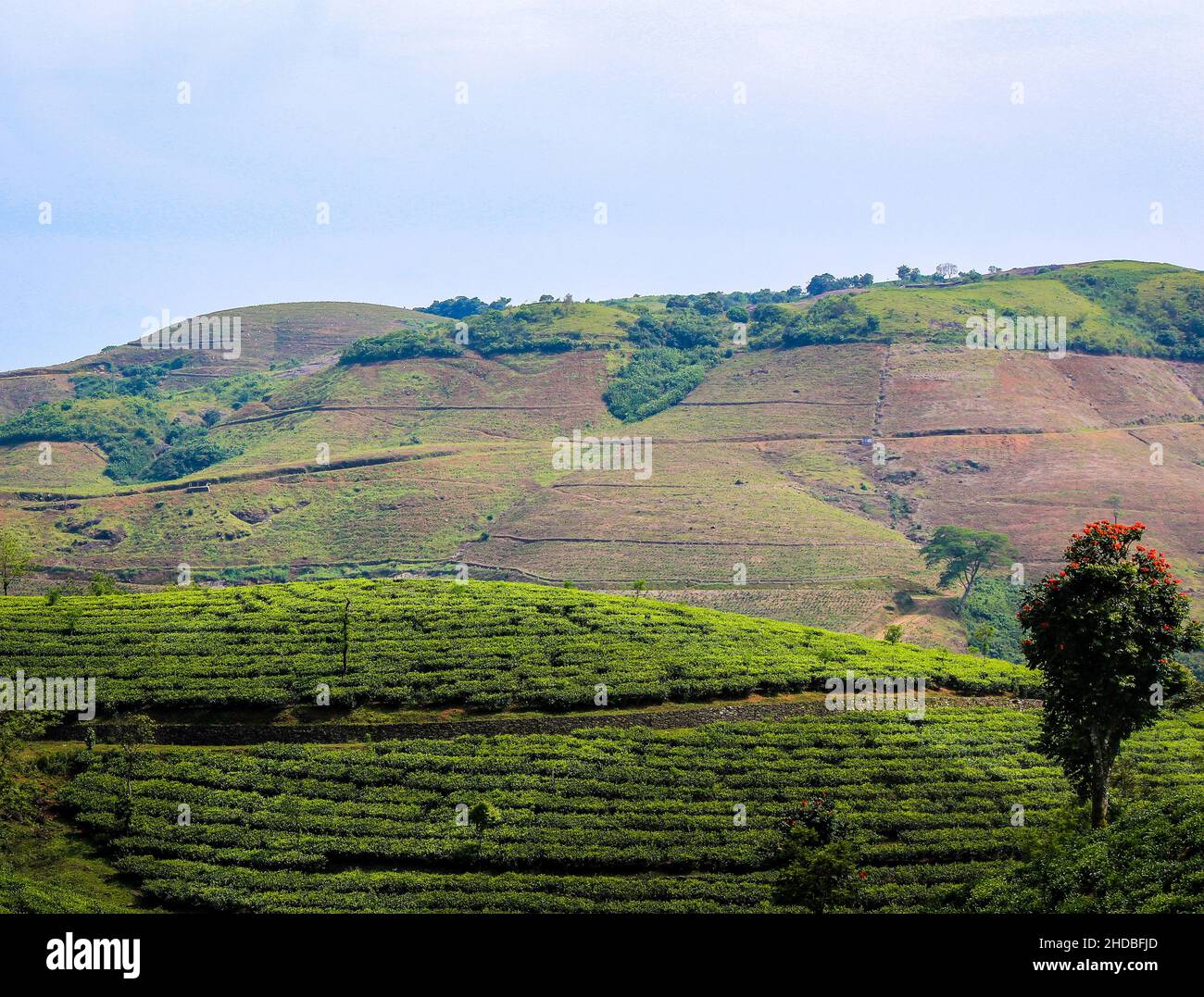 Munnar hill station hi-res stock photography and images - Alamy