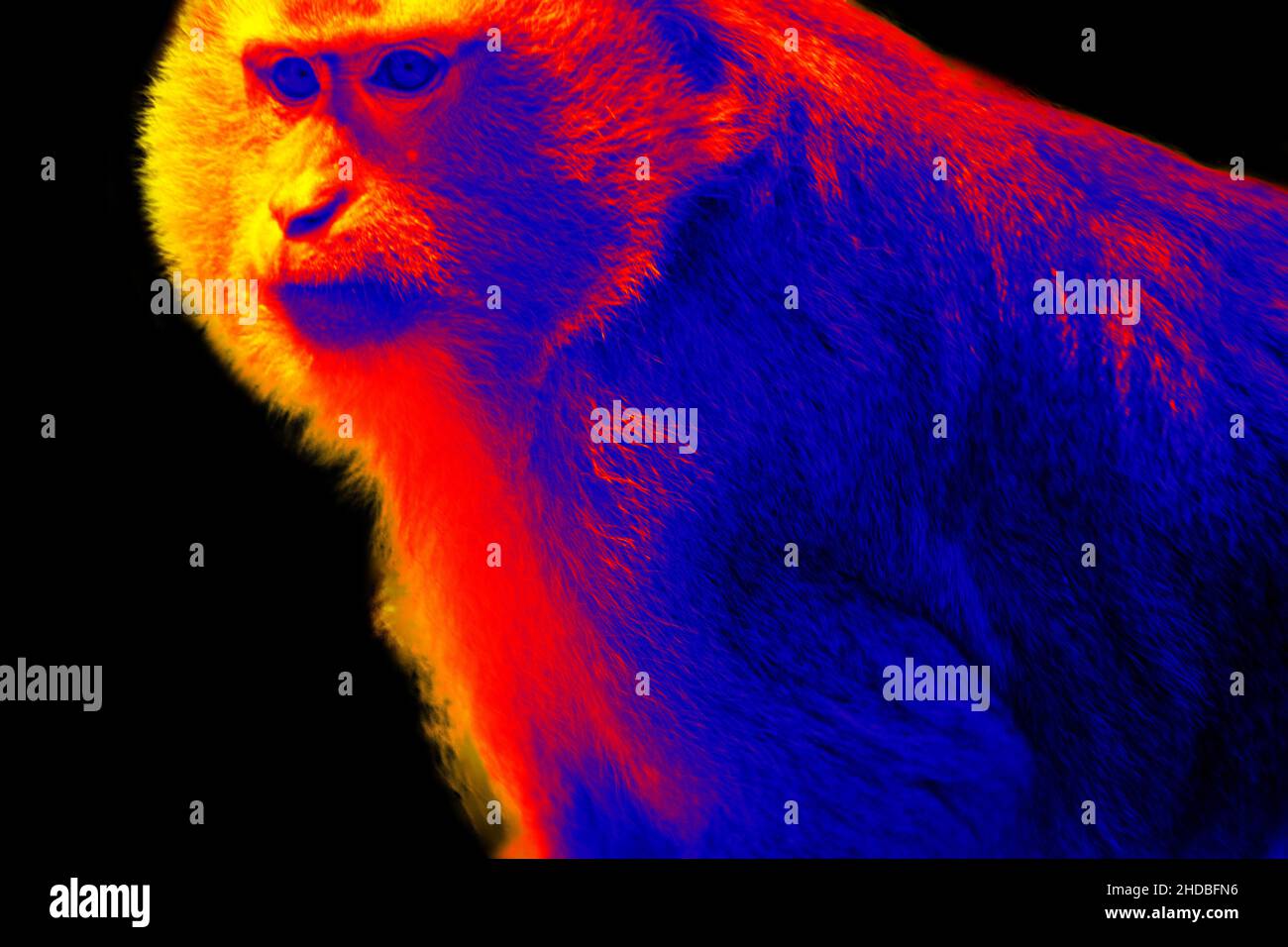 monkey in scientific high-tech thermal imager on black background ...