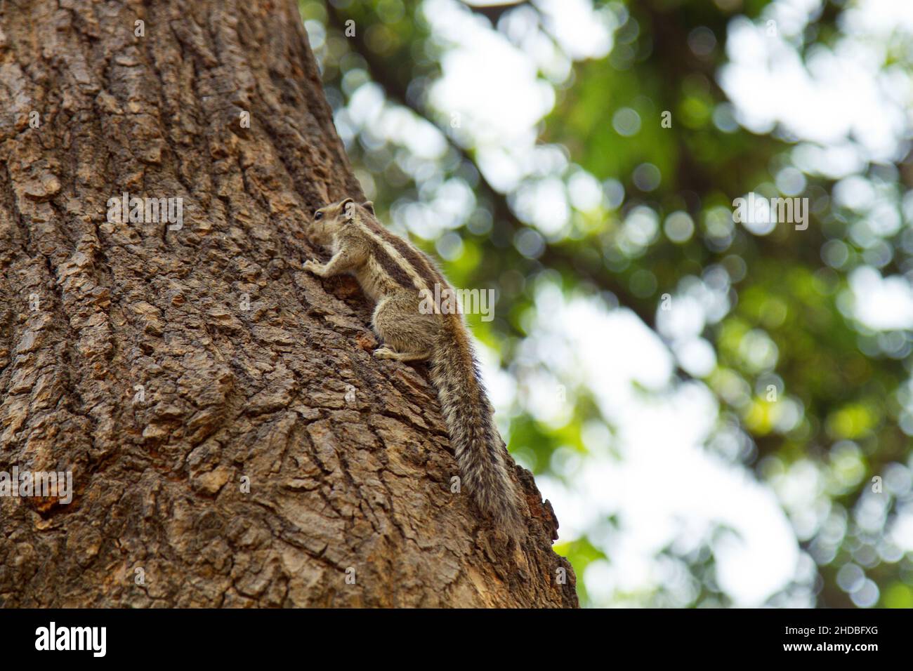 Layardi three-striped palm squirrel (Funambulus layardi) against ...