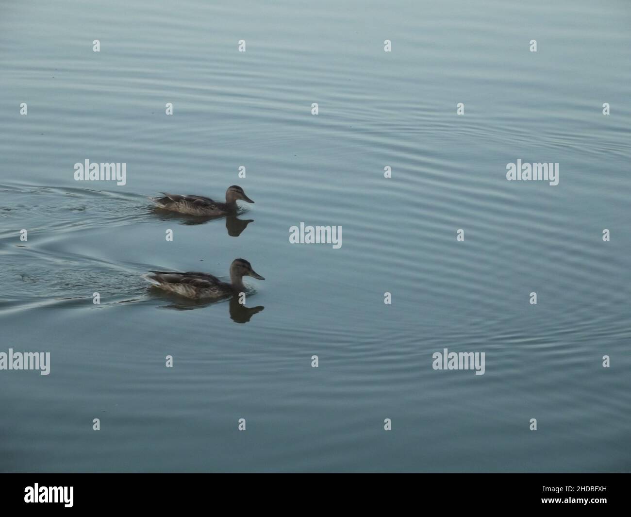 Two ducks swimming on a tranquil lake Stock Photo - Alamy