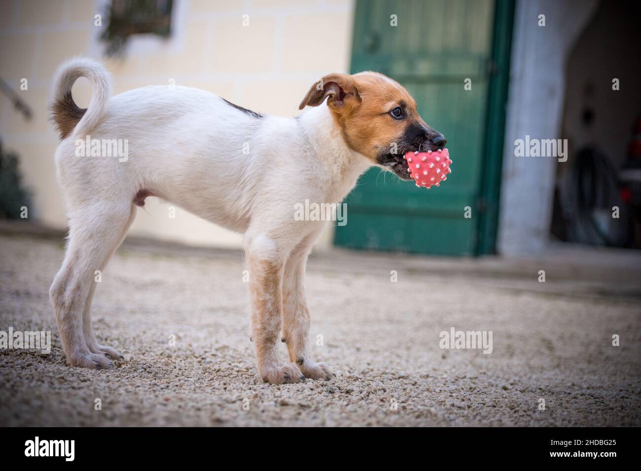 Little puppy playing in the park with a pink ball. The little baby dog ...