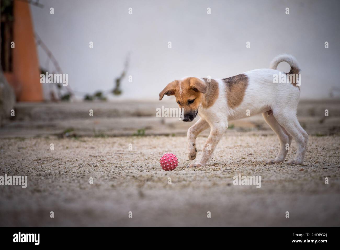 Little puppy playing in the park with a pink ball. The little baby dog ...
