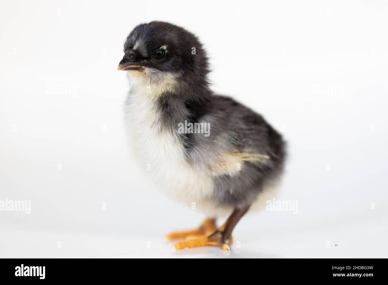 A baby chick with a white back ground Stock Photo - Alamy