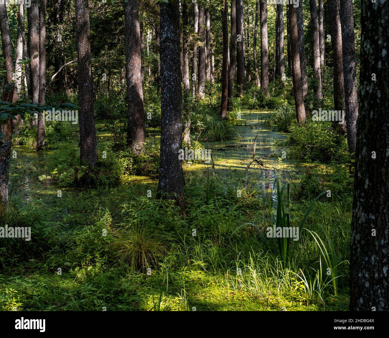 Photo of grass hi-res stock photography and images - Alamy