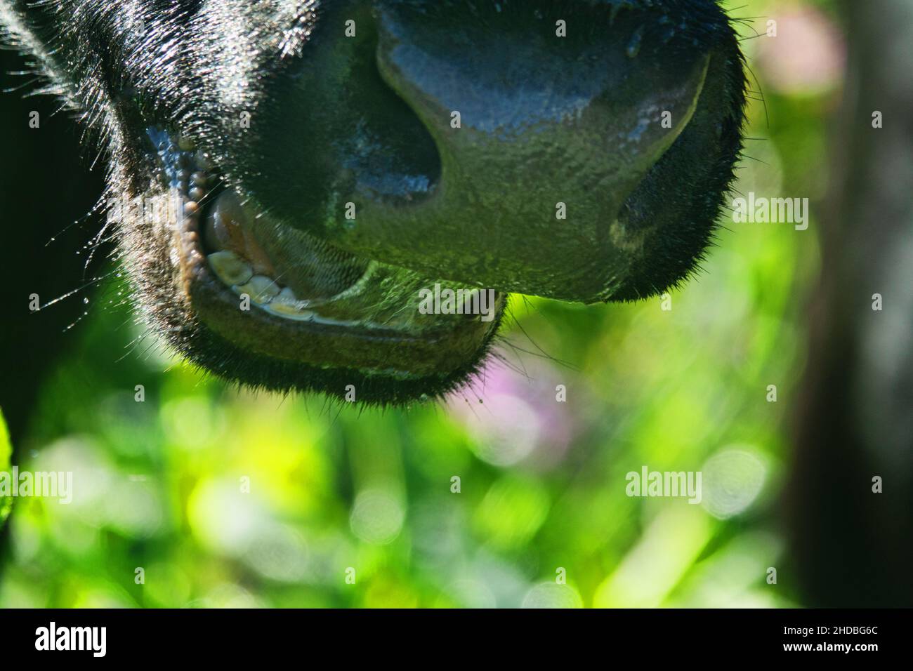 Close-up of a black chewing cow's face, masticate the grass Stock Photo ...