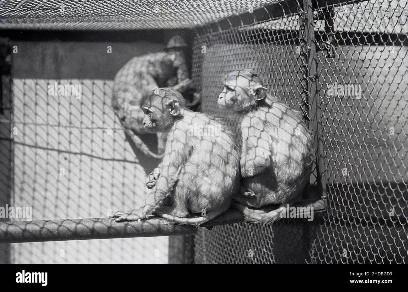 1950s, historical, two small monkeys sitting together on a steel post ...