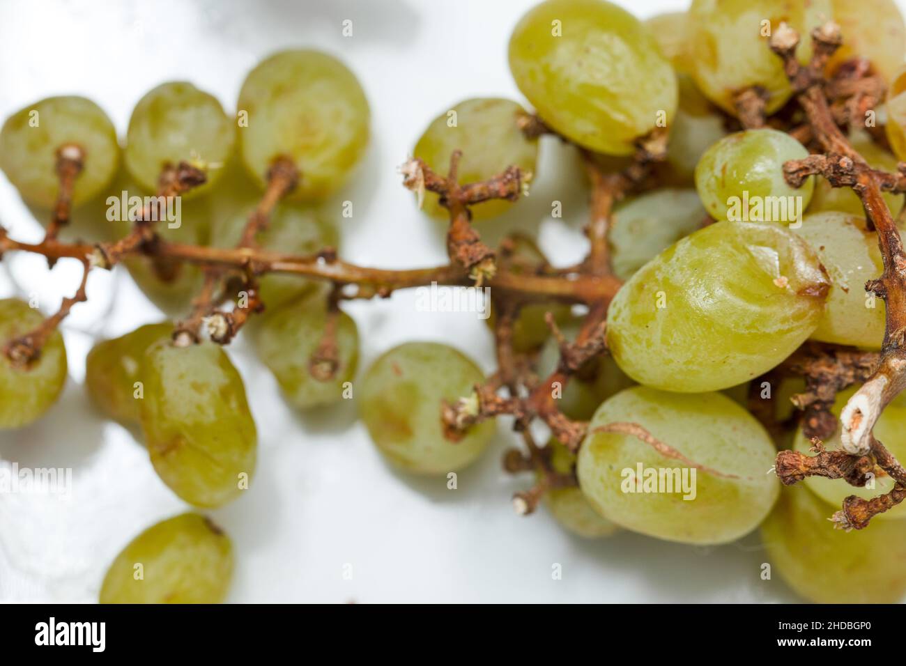 Spoiled grapes hi-res stock photography and images - Alamy