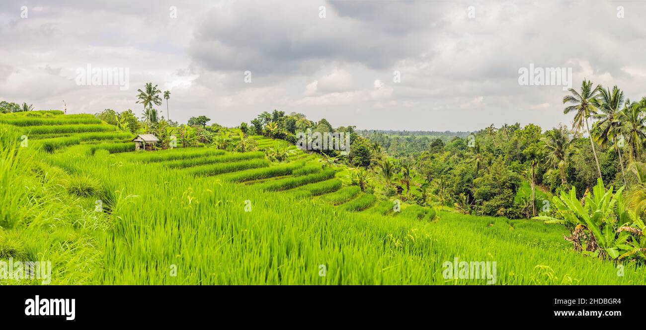 Beautiful Jatiluwih Rice Terraces against the background of famous ...