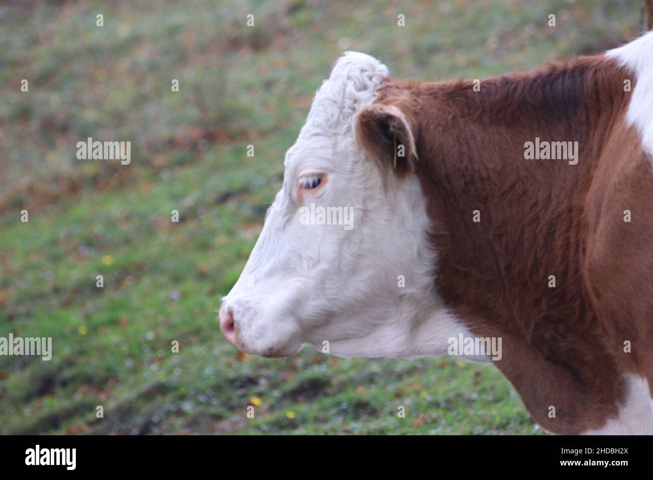 Beautiful cow pasturing in the field in daylight Stock Photo - Alamy