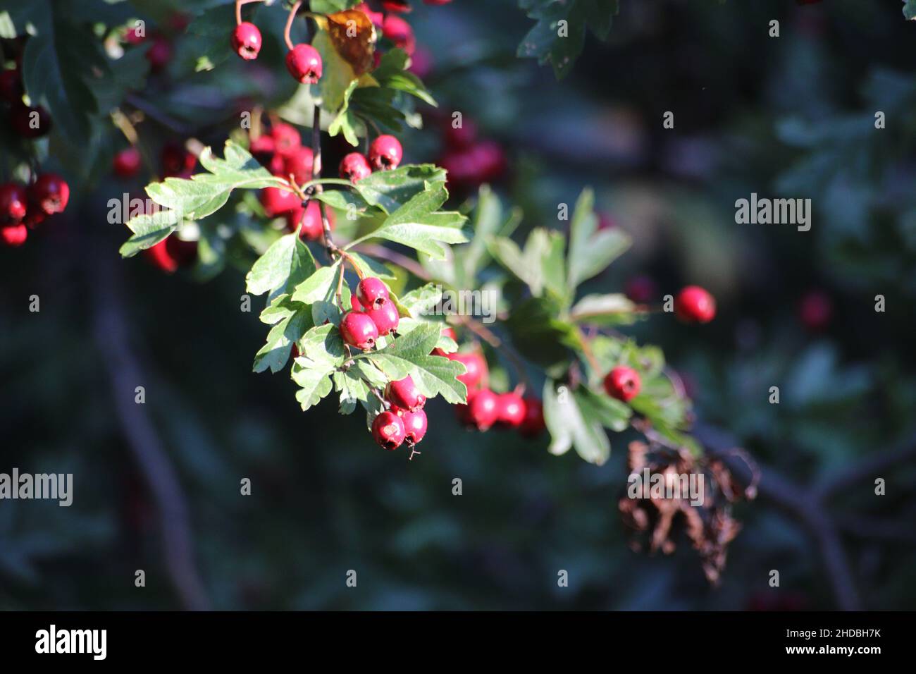 Closeup hawthorn shrub beautiful hi-res stock photography and images ...