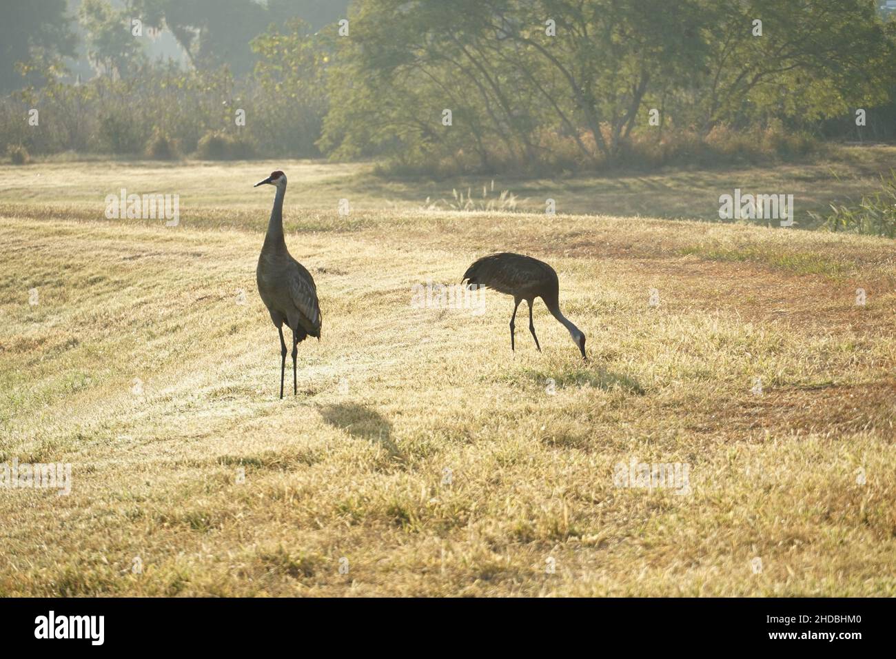 Closeup shot of two hooded cranes in the field on a sunny day Stock ...