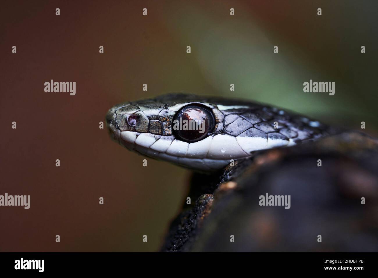 Snakes details hi-res stock photography and images - Alamy