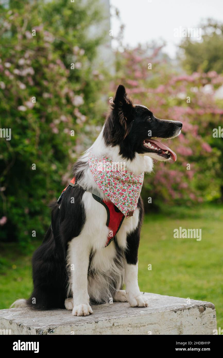 Border collie on rock hi-res stock photography and images - Alamy