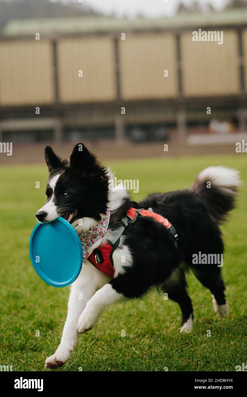 Closeup of a border collie running on the grass of an outdoor park with ...