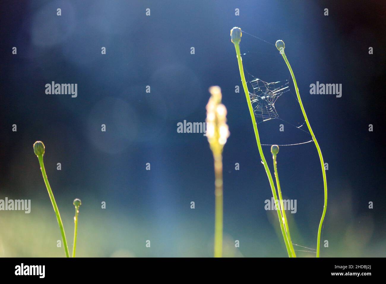 Close up on details of nature that normally go unnoticed in our daily ...
