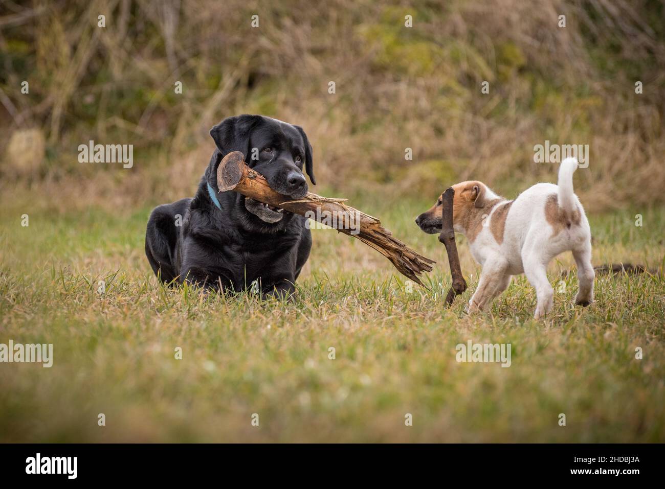 Labrador puppy two cutout hi-res stock photography and images - Alamy