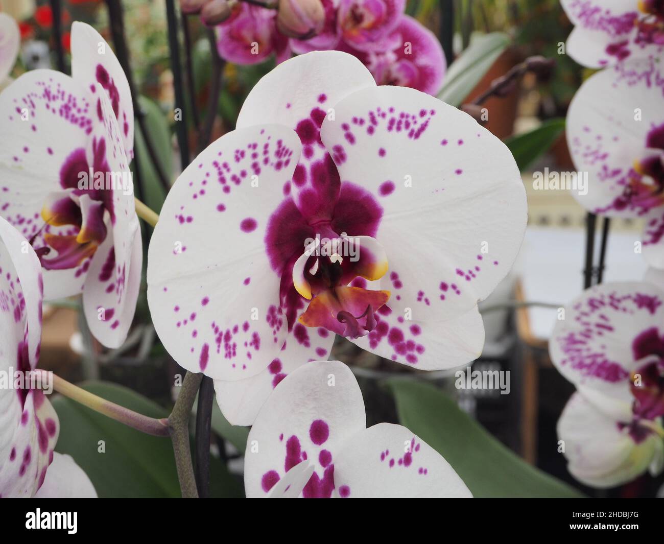 Closeup shot of white moth orchids blossoming in the spring Stock Photo ...