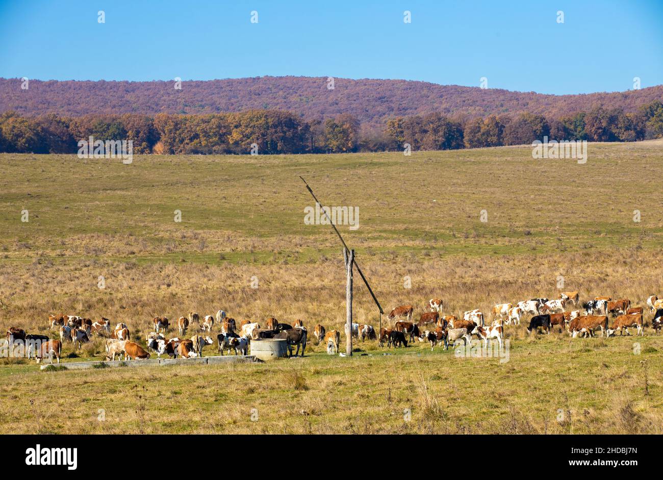 Browsing cows hi-res stock photography and images - Alamy