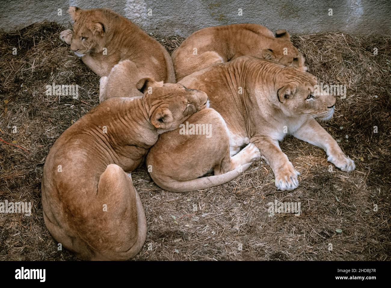 High angle closeup of tigers lying next to each other on dried grass ...