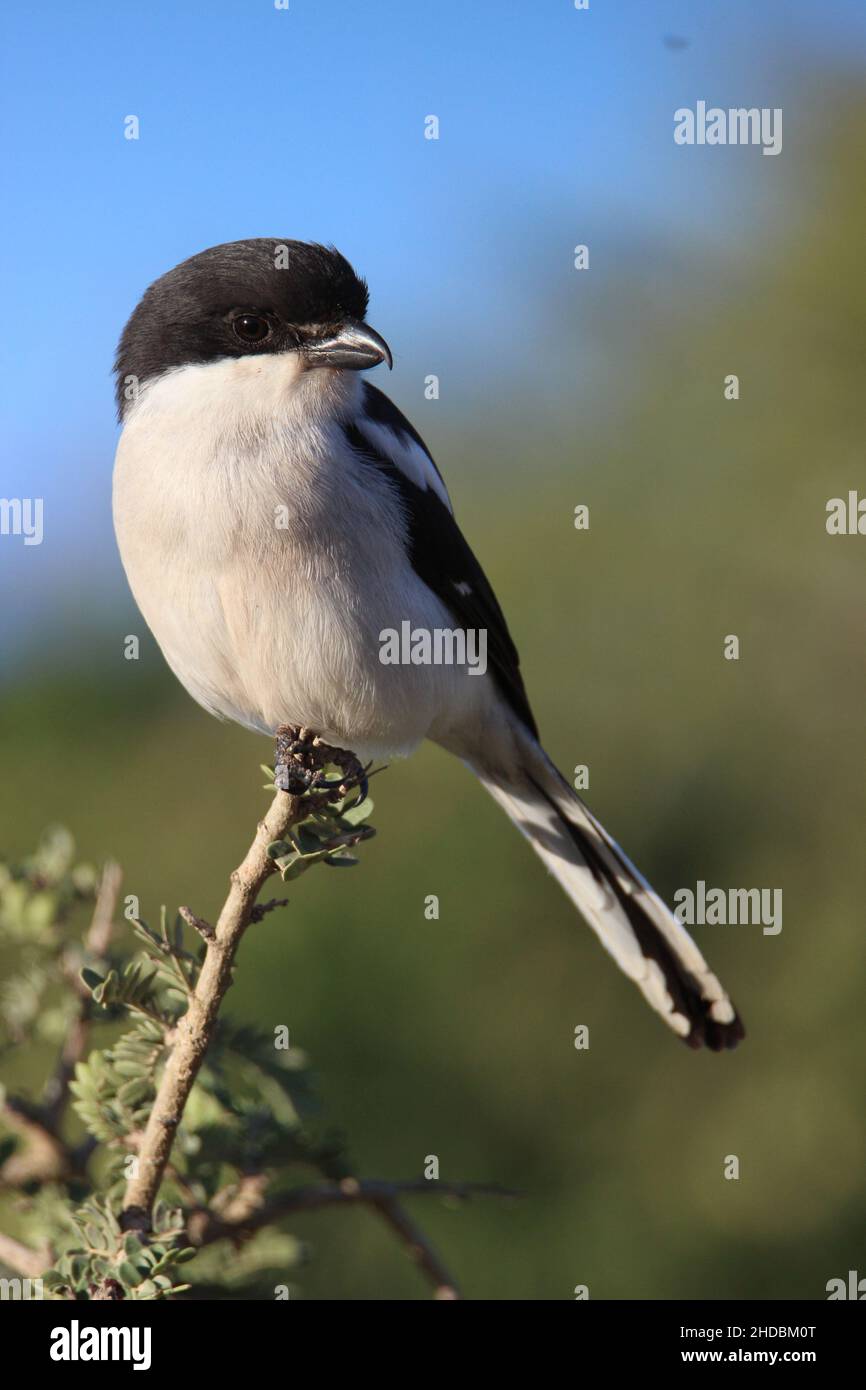 Southern Fiscal Shrike Stock Photo - Alamy