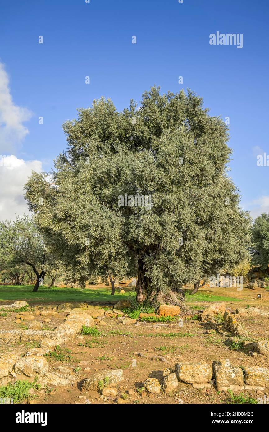 Olivenbaum, Agrigent, Sizilien, Italien Stock Photo - Alamy