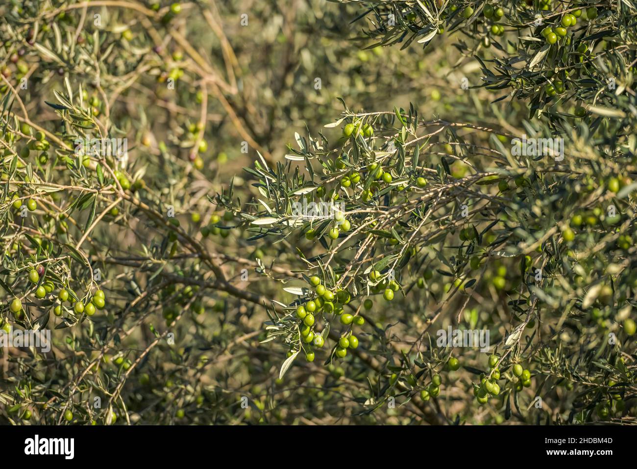 Oliven baum hi-res stock photography and images - Alamy