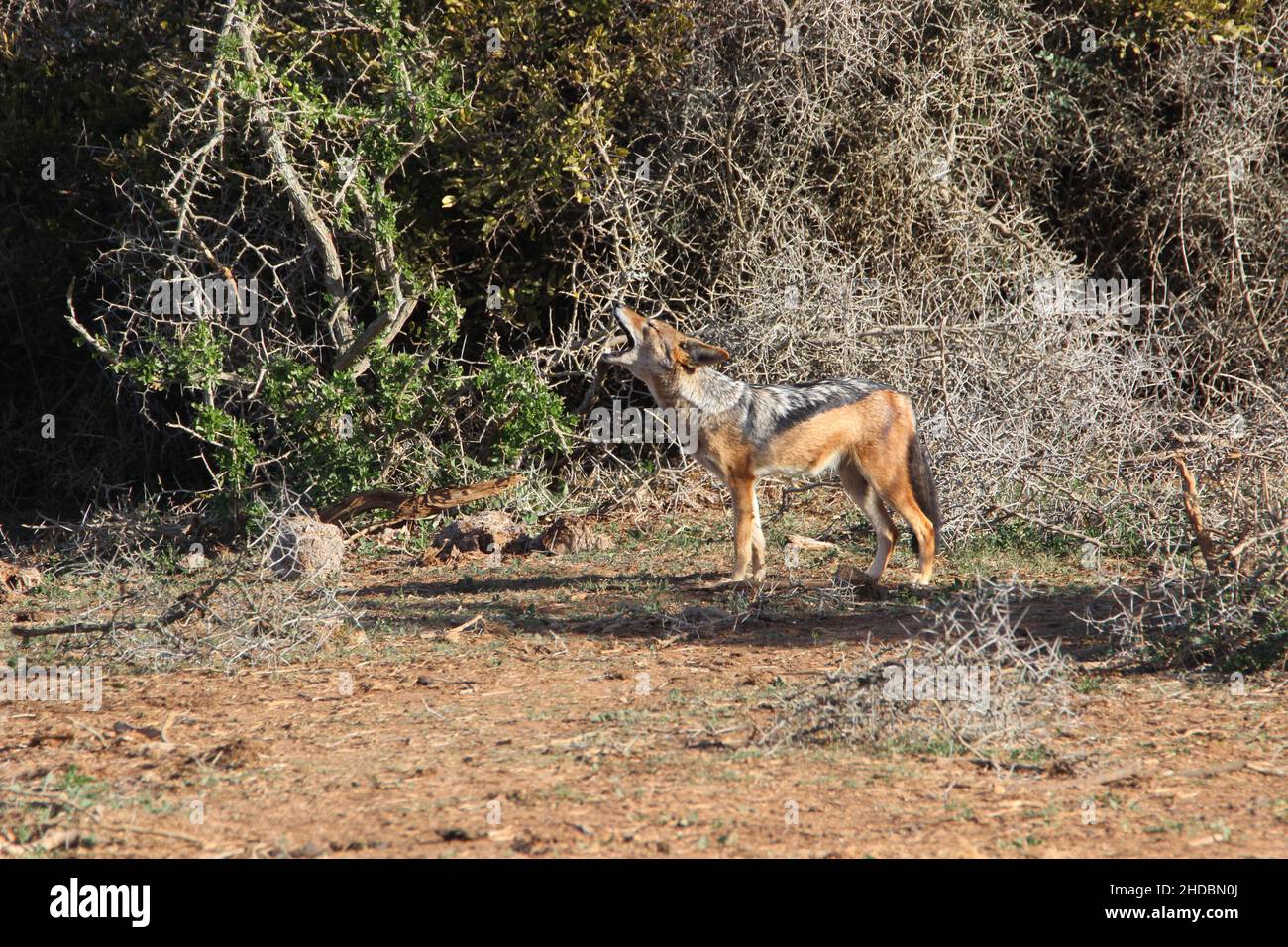 Howling Black-backed Jackal Stock Photo - Alamy