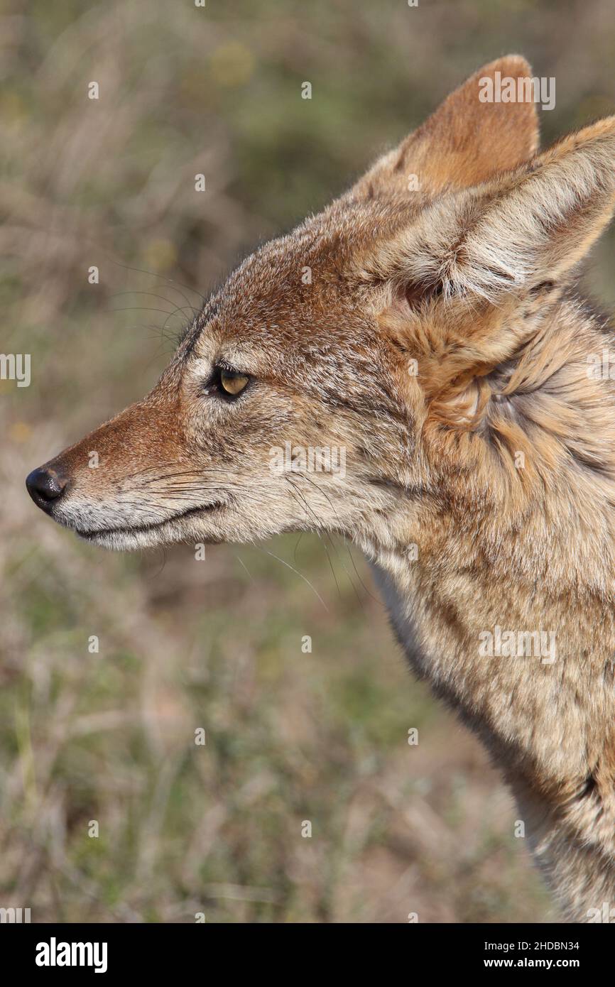 African jackal hi-res stock photography and images - Alamy