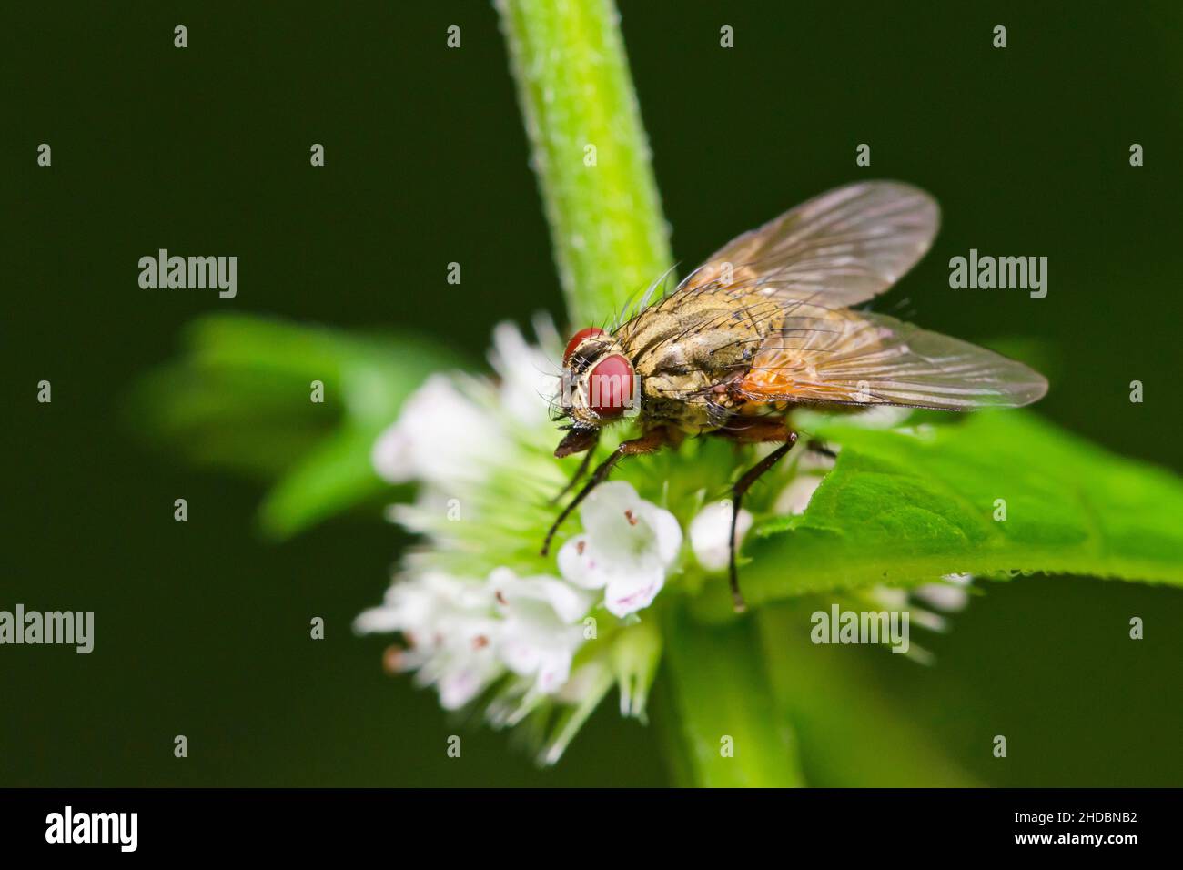 Moucha hi-res stock photography and images - Alamy