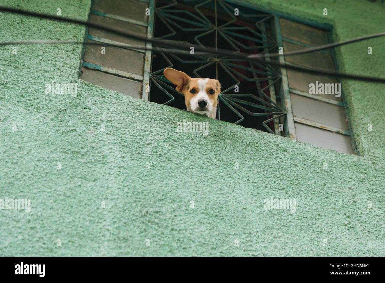 Dog looking down hi-res stock photography and images - Alamy